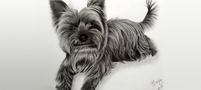 Kutya rajz készítése - élethű szőrrajzolás! www.muveszhaz.com